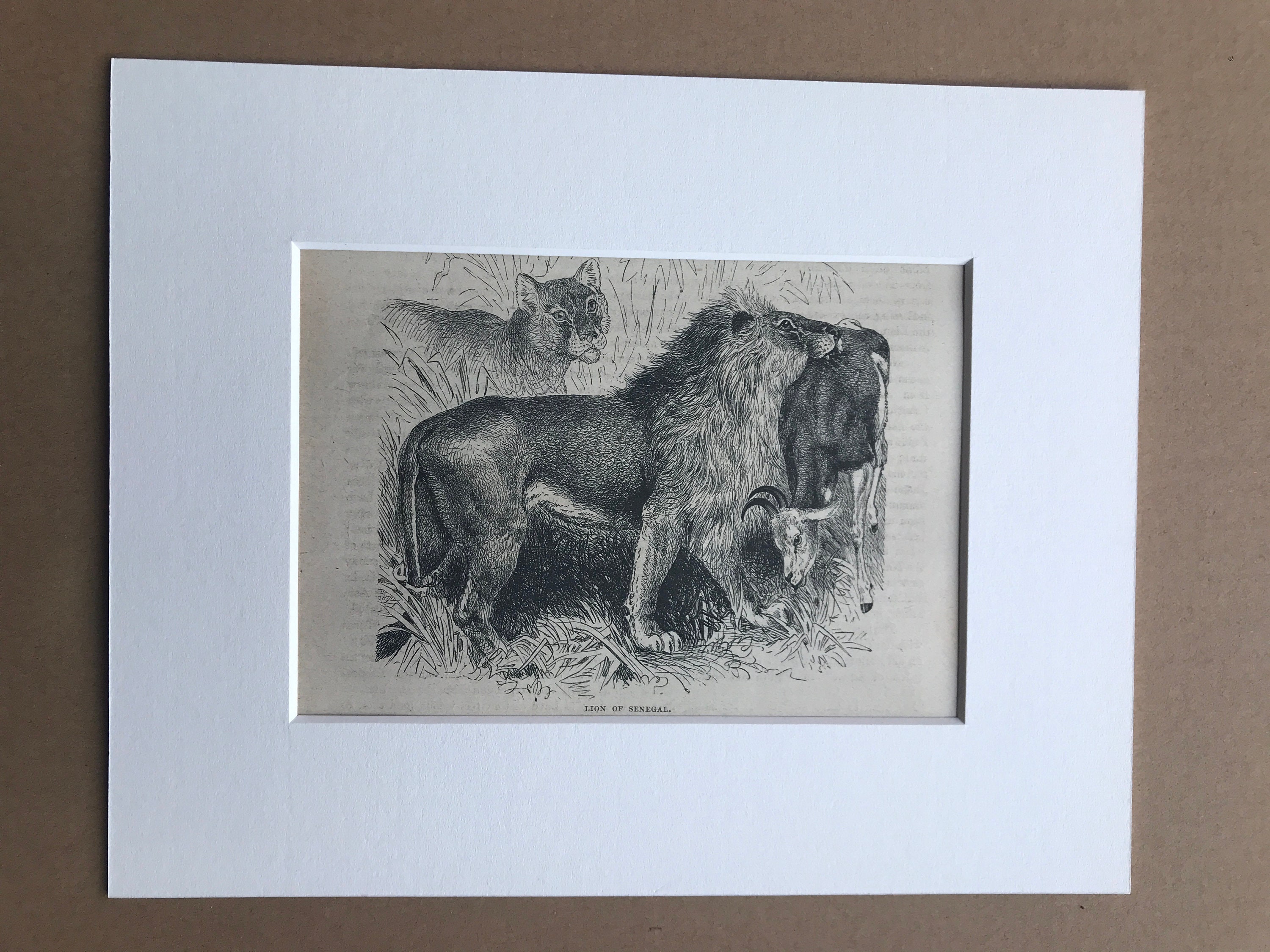 1896 Lion of Senegal Original Antique Print Wildlife - Etsy UK