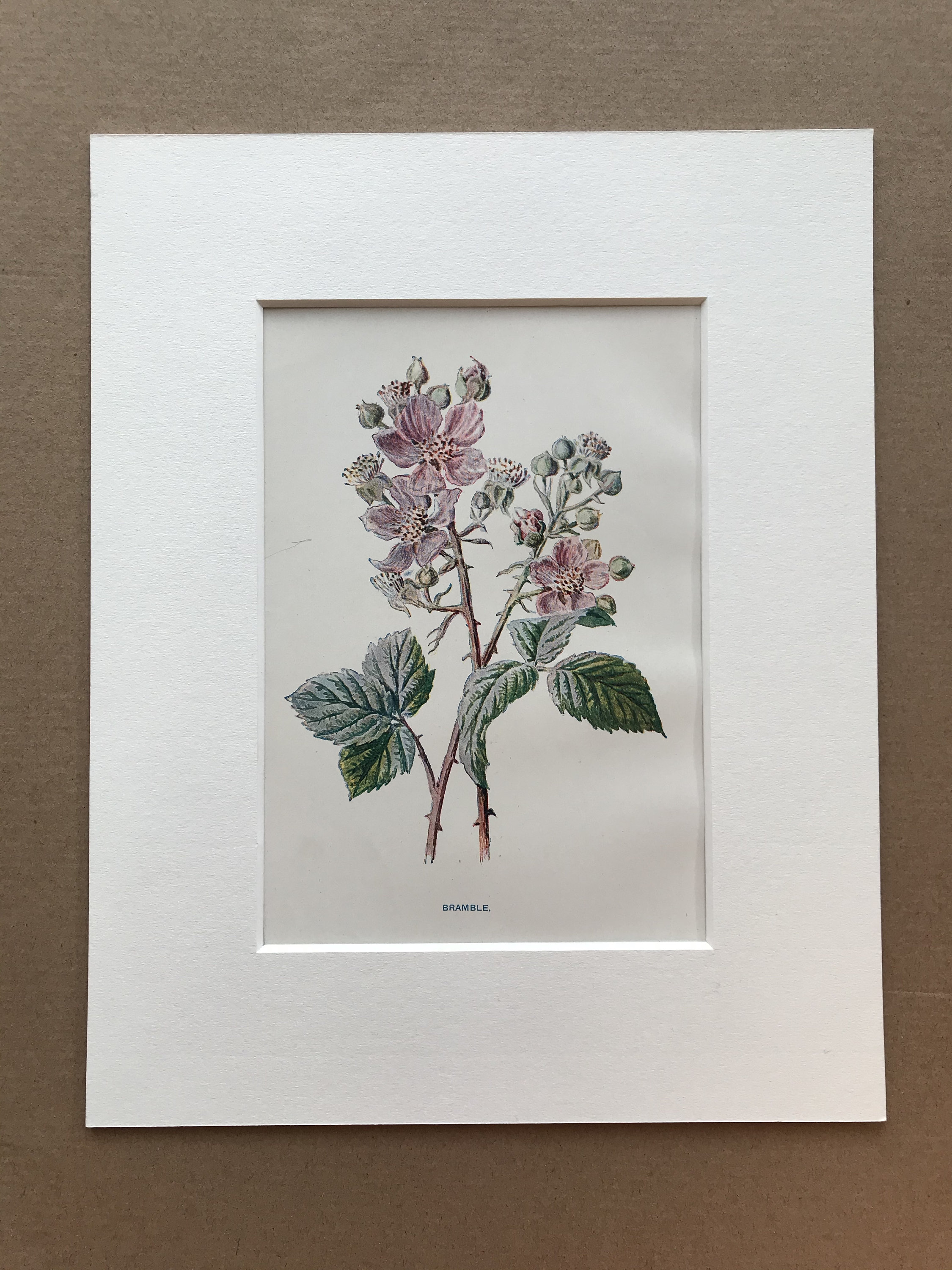 1878 Bramble Original Antique Botanical Lithograph - Botany - Wild ...