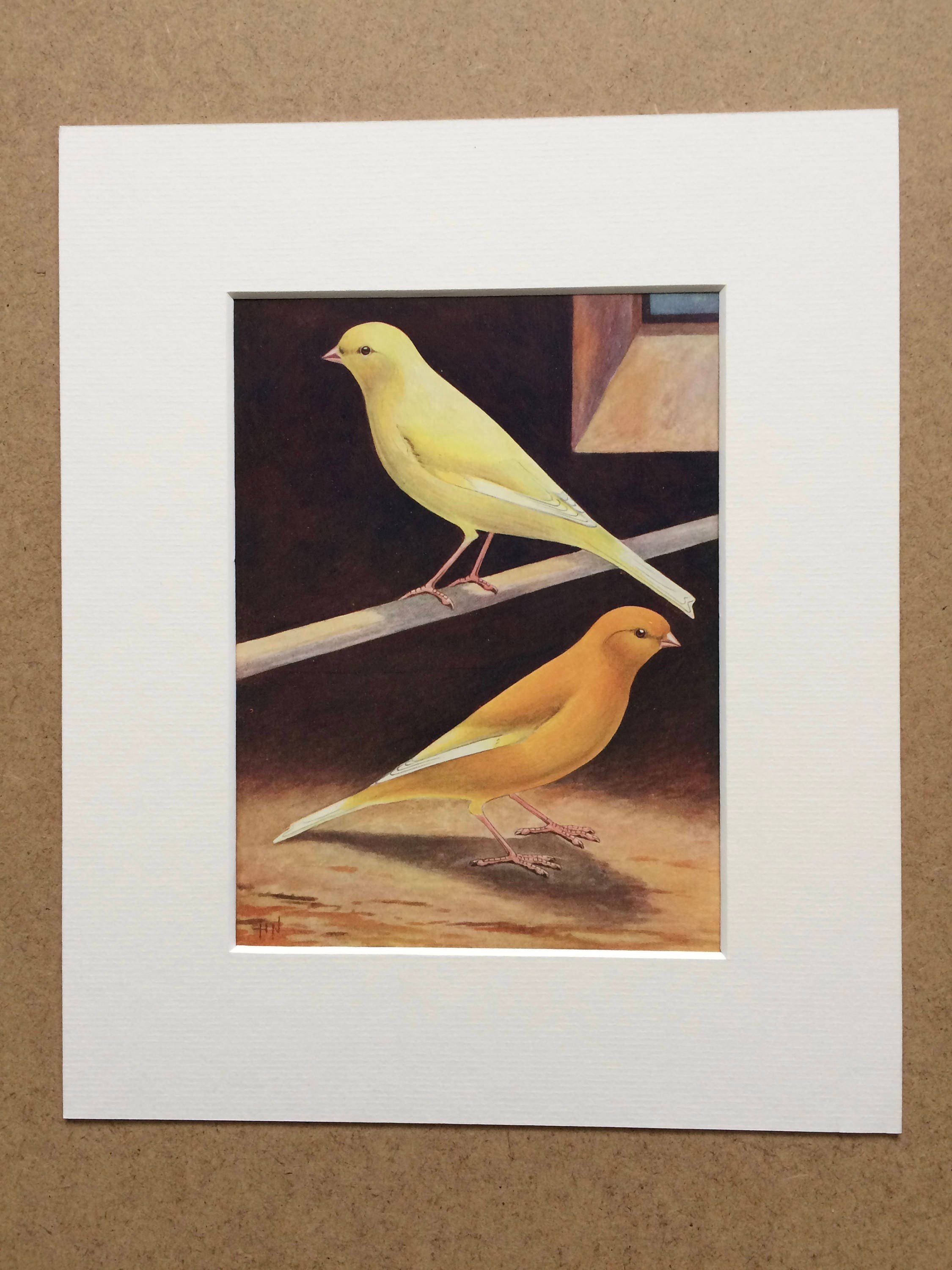 1911 Canary Original Antique Lithograph - The Border Fancy Canary ...