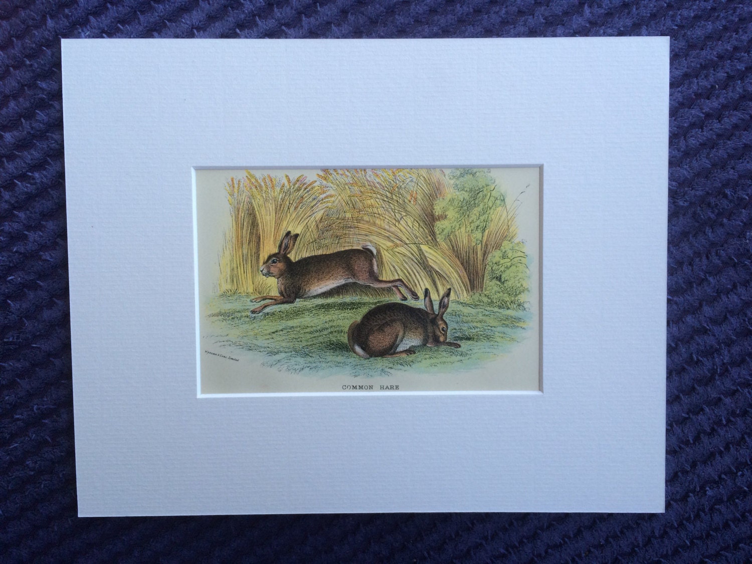 1896 Common Hare Antique Print, Mounted, Matted & Ready to Frame