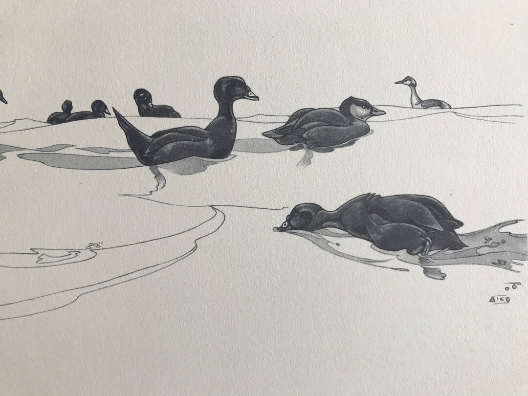1937 Common Scoters' Autumn Courtship Original Vintage Print Bird Art ...