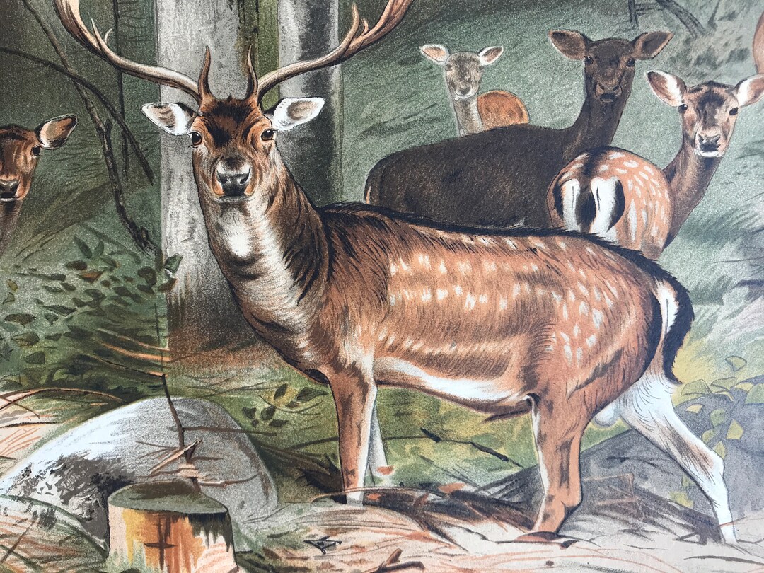 1893 Fallow Deer Original Antique Print - Wildlife - Natural History ...