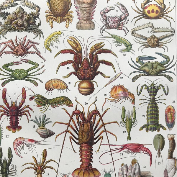 Crustaceans Print - Etsy