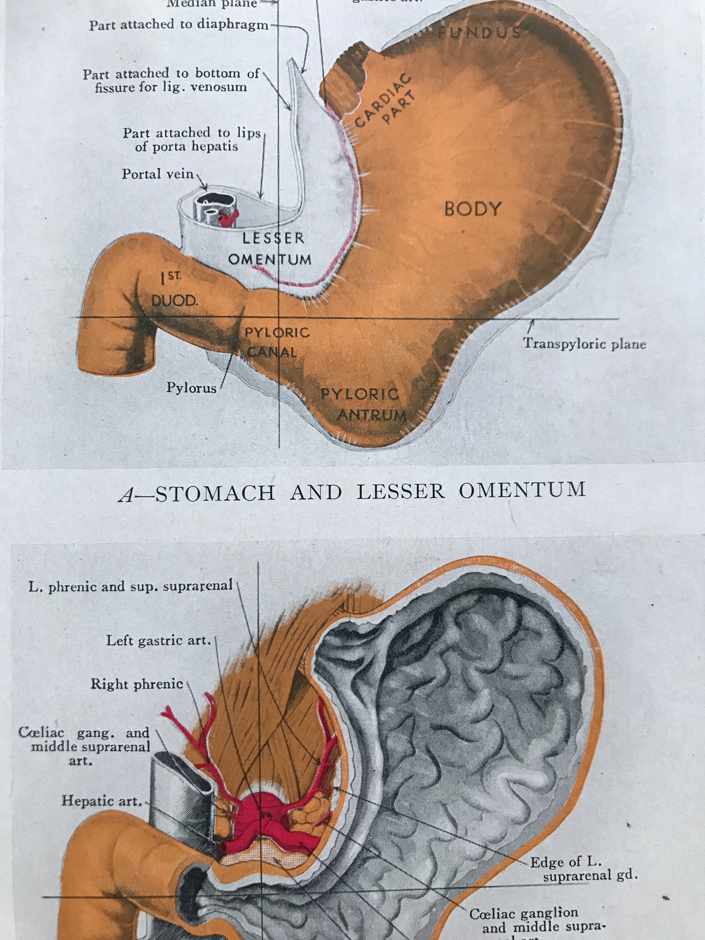 Art & Collectibles Prints Available Framed Medical Decor Biology 1942 ...