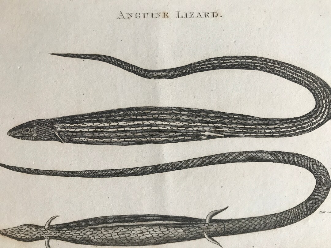 1802 Anguine Lizard Original Antique Engraving Natural History Zoology ...