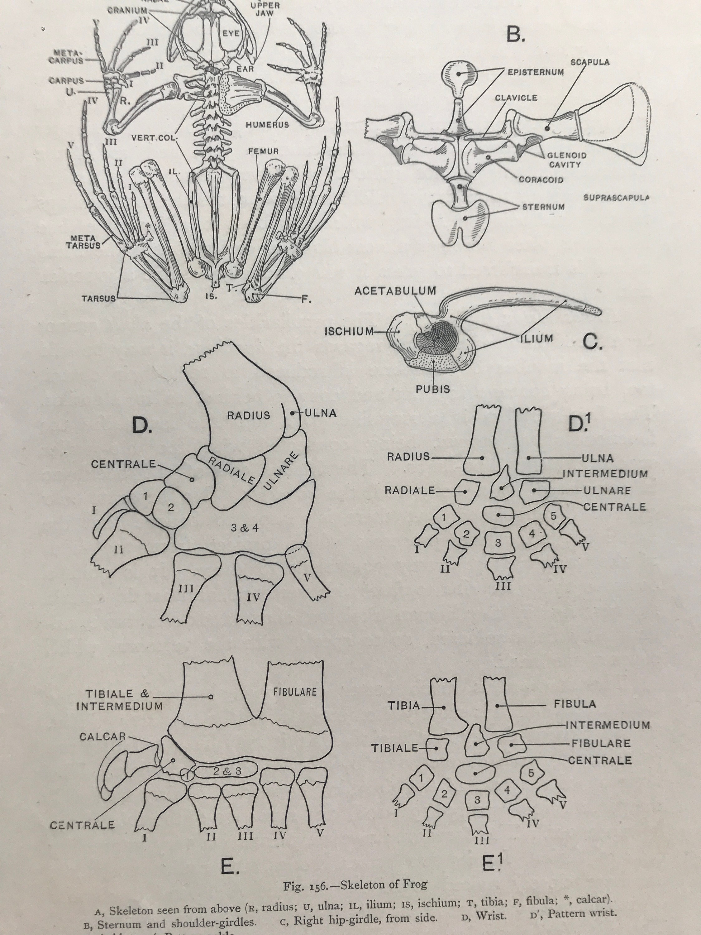 Frog Skeleton Pelvic Girdle