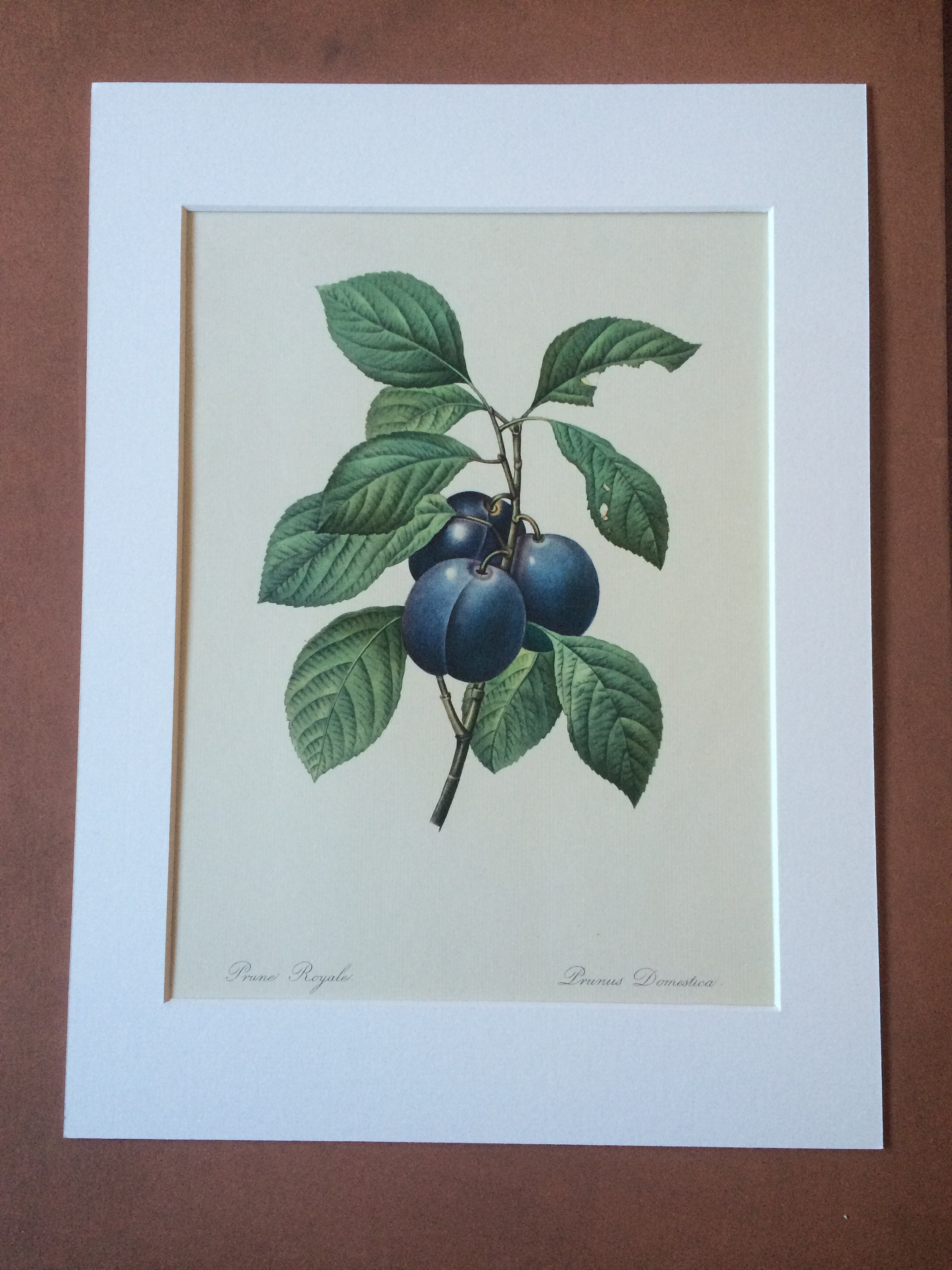 1955 Original Vintage Redoute Botanical Illustration - Plum - Botany ...
