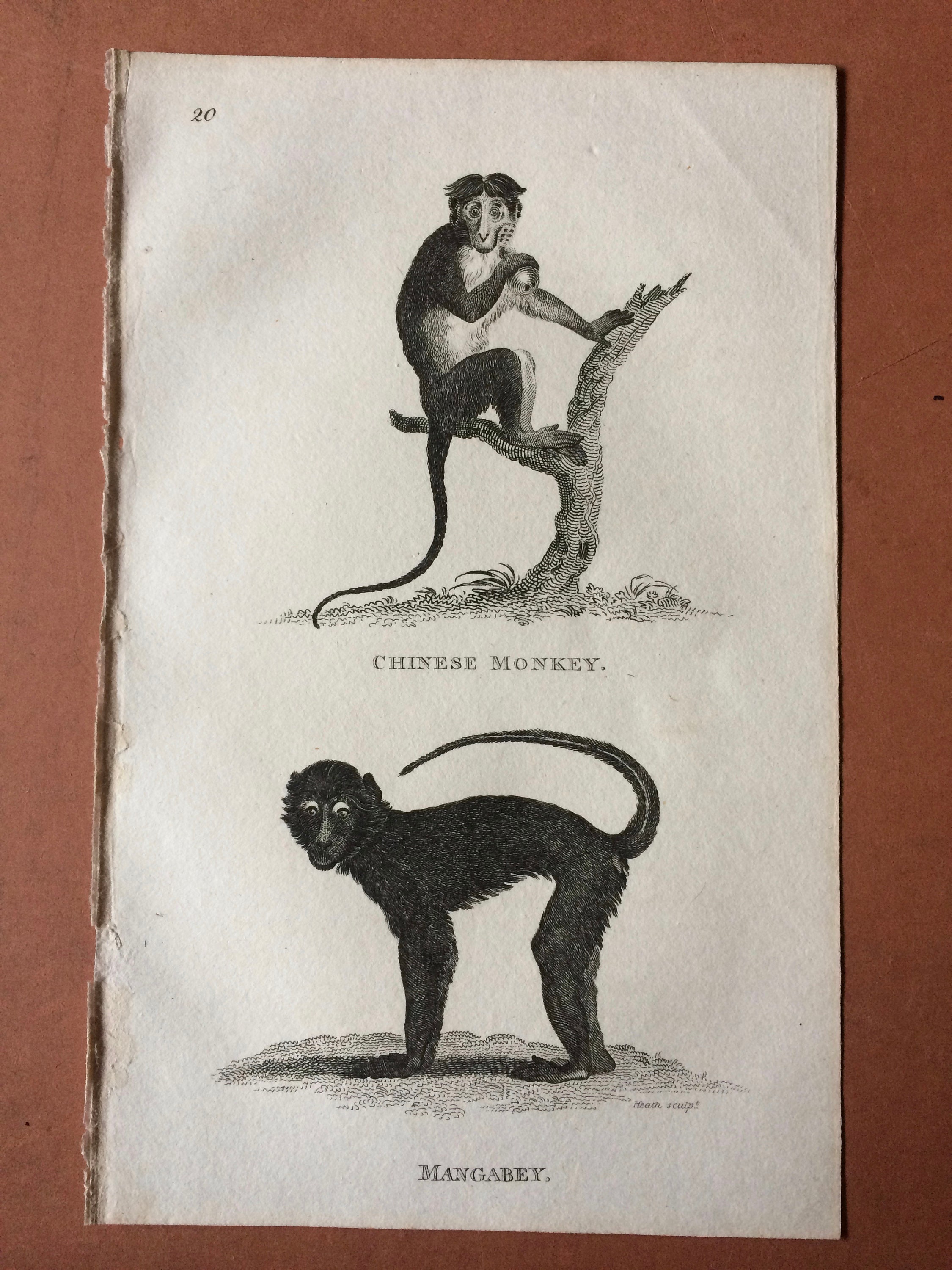 1800 Chinese Monkey and Mangabey Original Antique Engraving - Wildlife ...