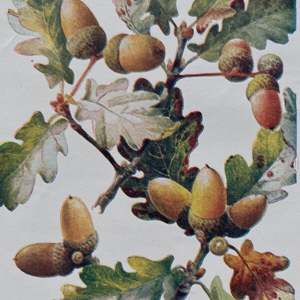 Oak Tree Branches - Etsy UK
