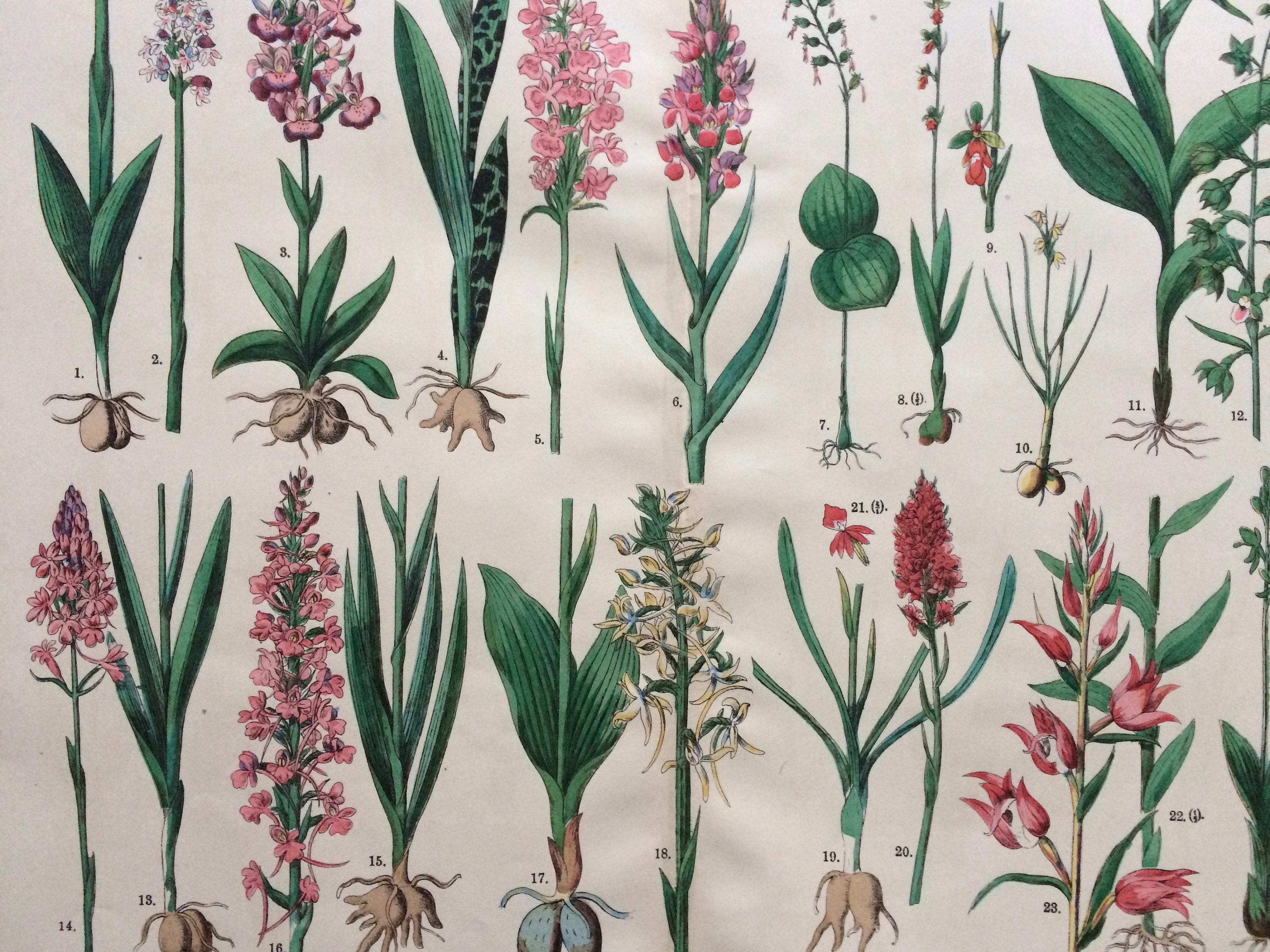 1890 Large Original Antique Botanical Lithograph - Botanical Print ...