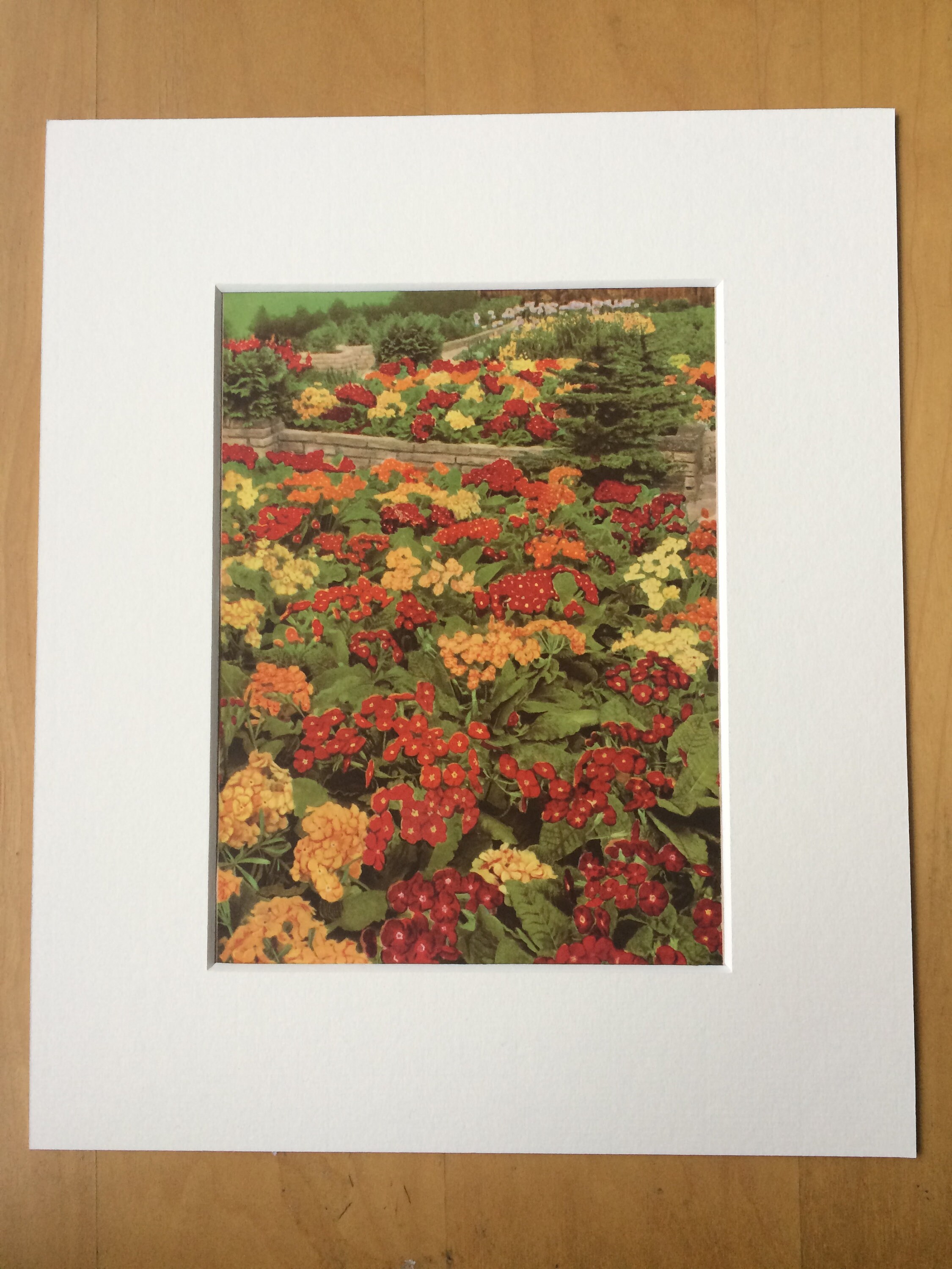 1930s Original Vintage Botanical Lithograph - matted & available framed ...