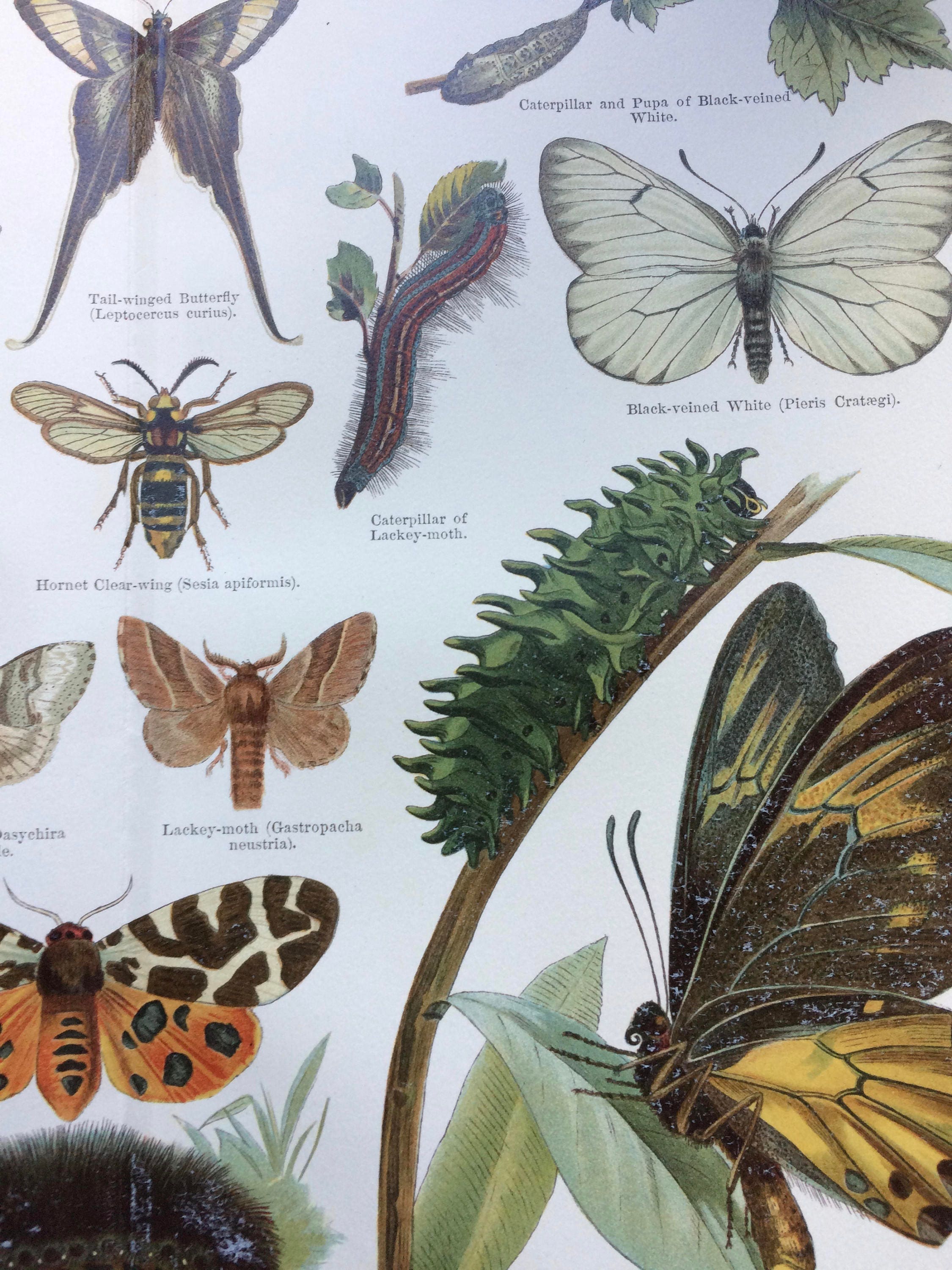 1904 Butterflies & Moths Original Antique Print - 10 x 12 inches ...