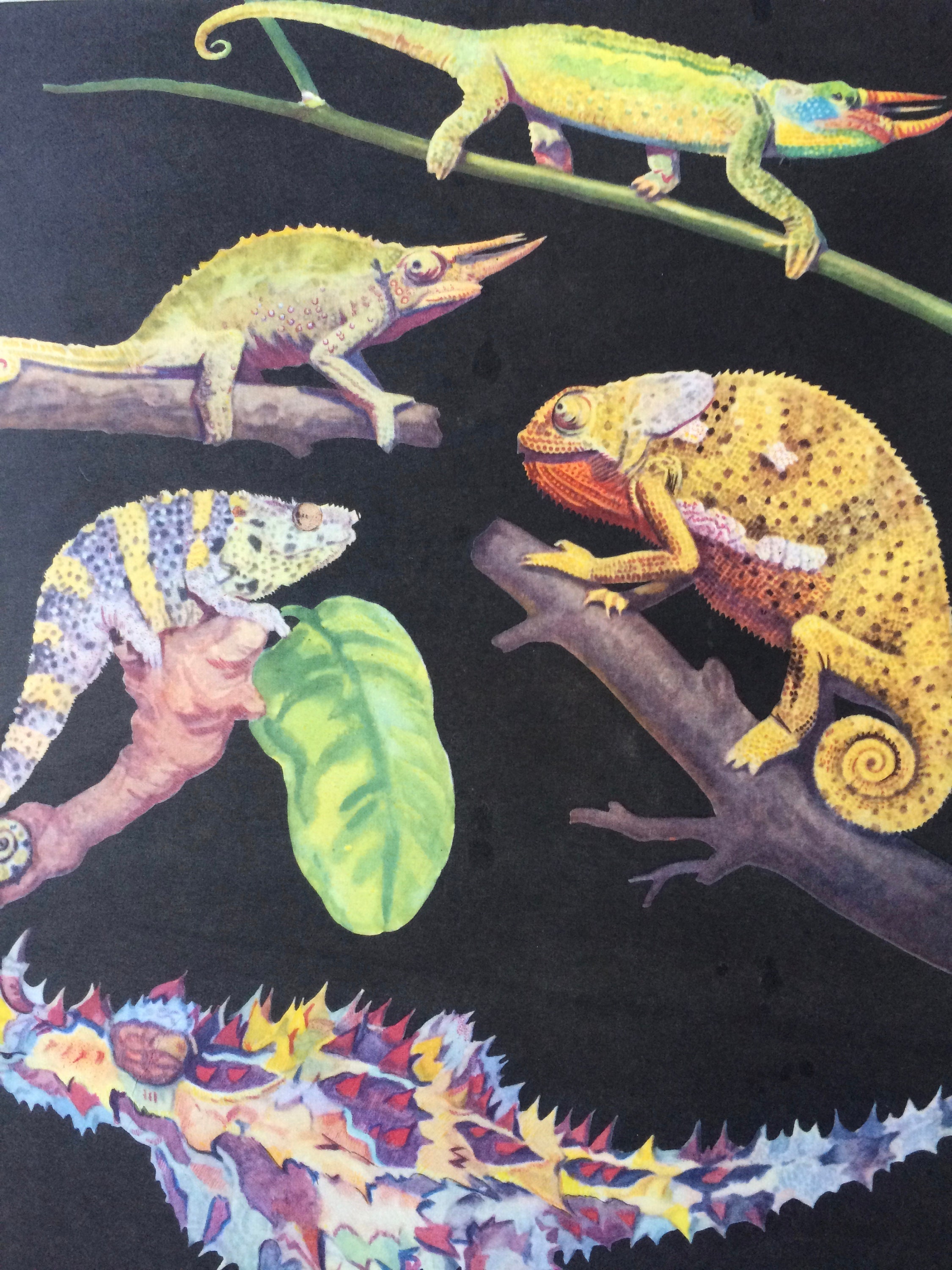 1968 Original Vintage Reptile Print - Mounted and Matted - Chameleon ...