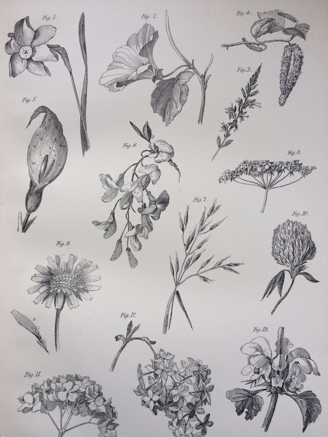 1891 Original Antique Botanical Steel Engraving - Inflorescence ...