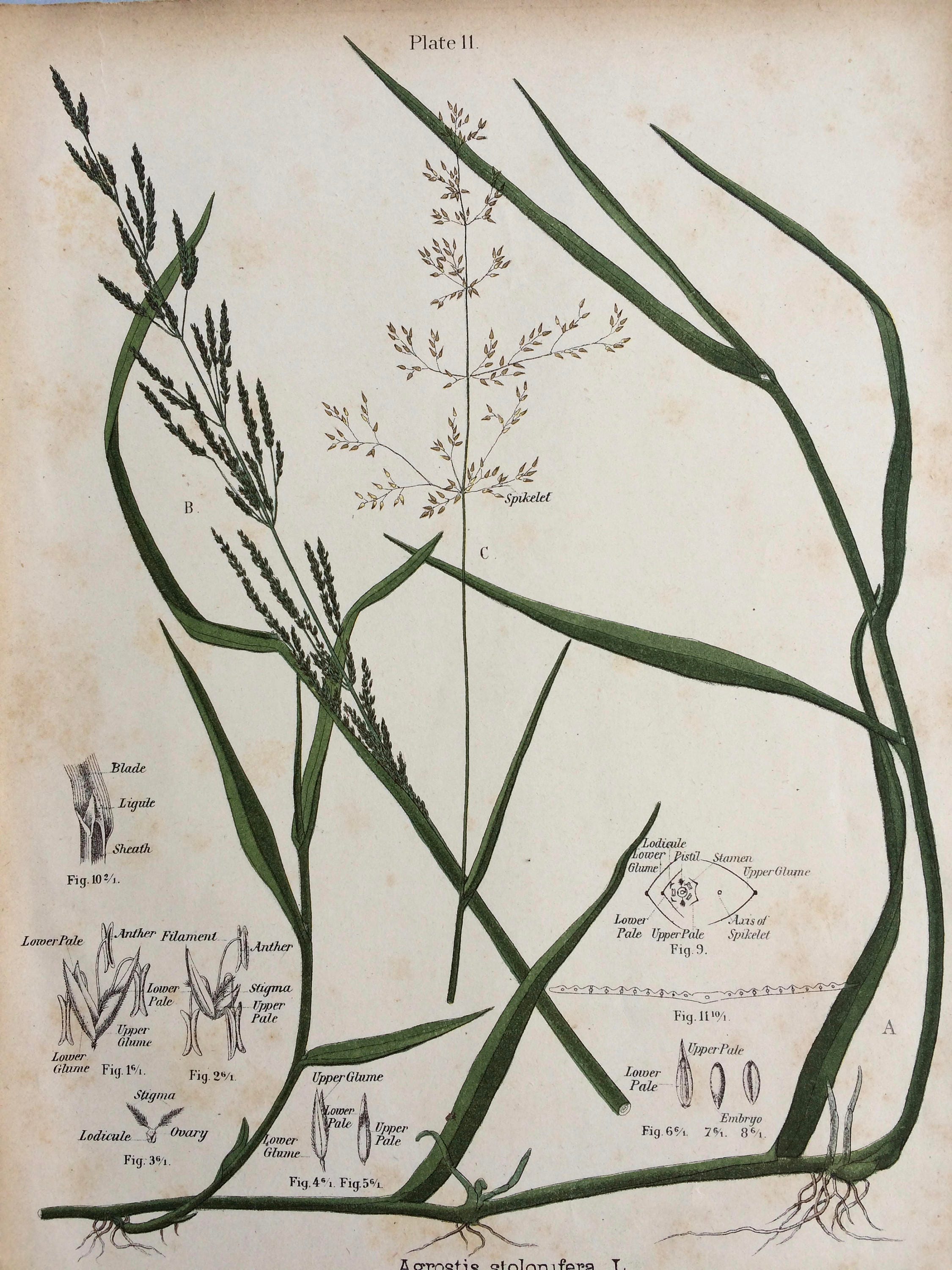 1889 Original Antique Botanical Chromolithograph - Fiorin or ...