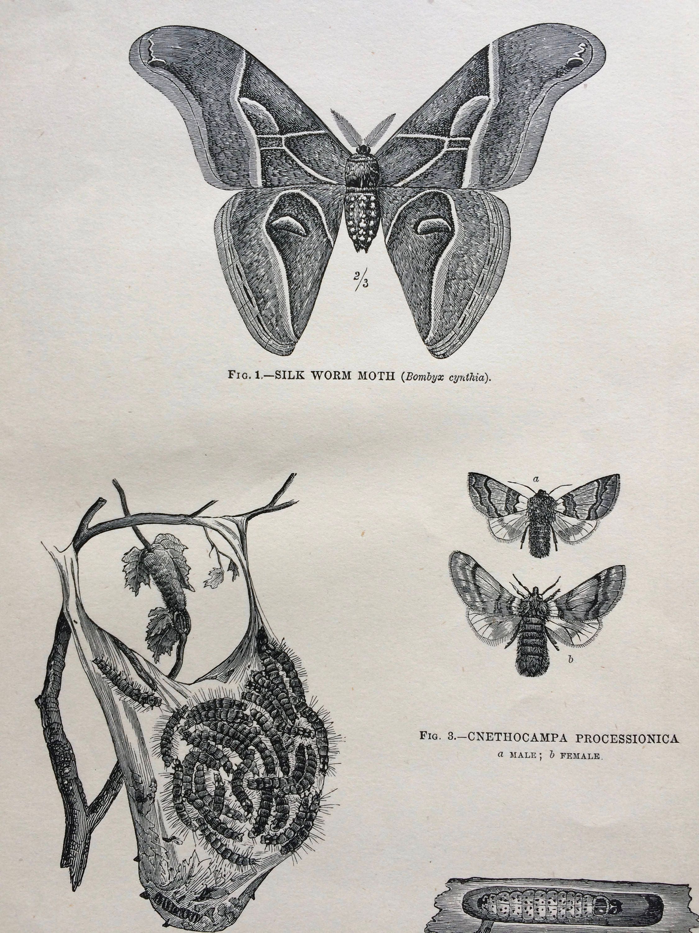 Silkworm Moth Female