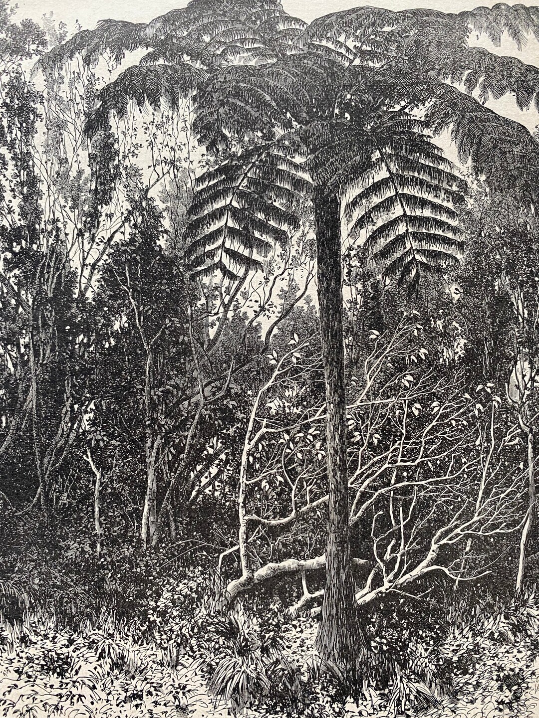 1896 Forest Scene in Madagascar Original Antique Print - Etsy