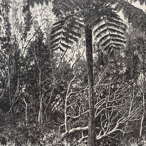 1896 Forest Scene in Madagascar Original Antique Print - Etsy