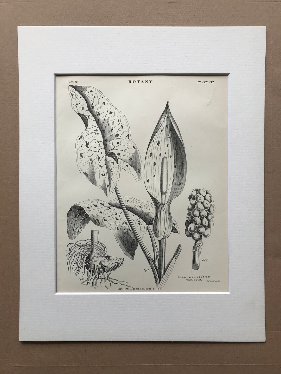 1875 Cuckow Pint Original Antique Matted Engraving Botanical - Etsy