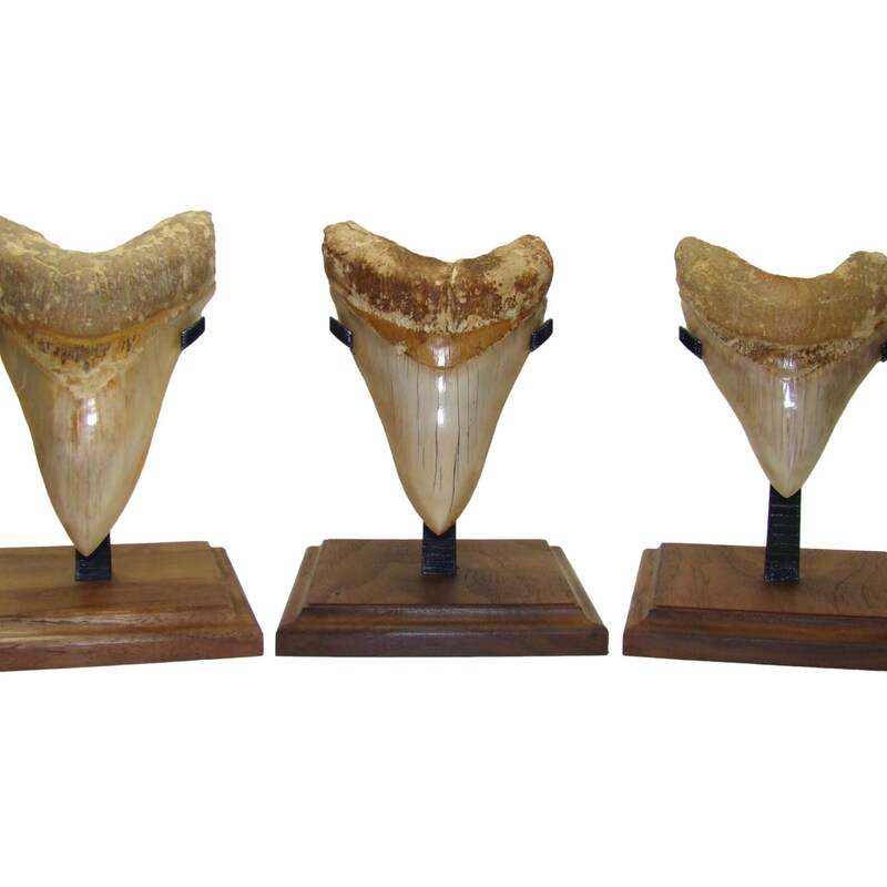 Shark Trophy - Etsy