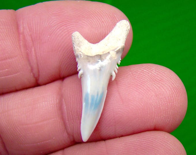 1.23" Bone Valley Fossil Hemipristis Shark Tooth – ULTRA Rare PURE ...