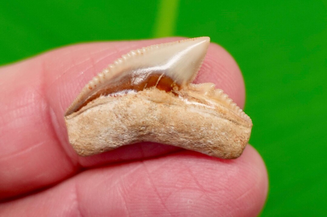 1.00" Bone Valley Fossil Tiger Shark Tooth – Real Authentic Prehistoric ...