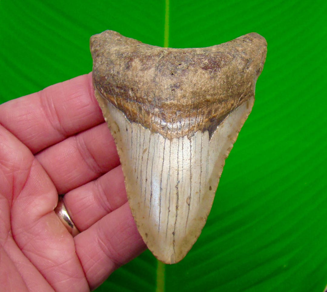 3.95" Megalodon Shark Tooth Fossil – Real Authentic Prehistoric ...