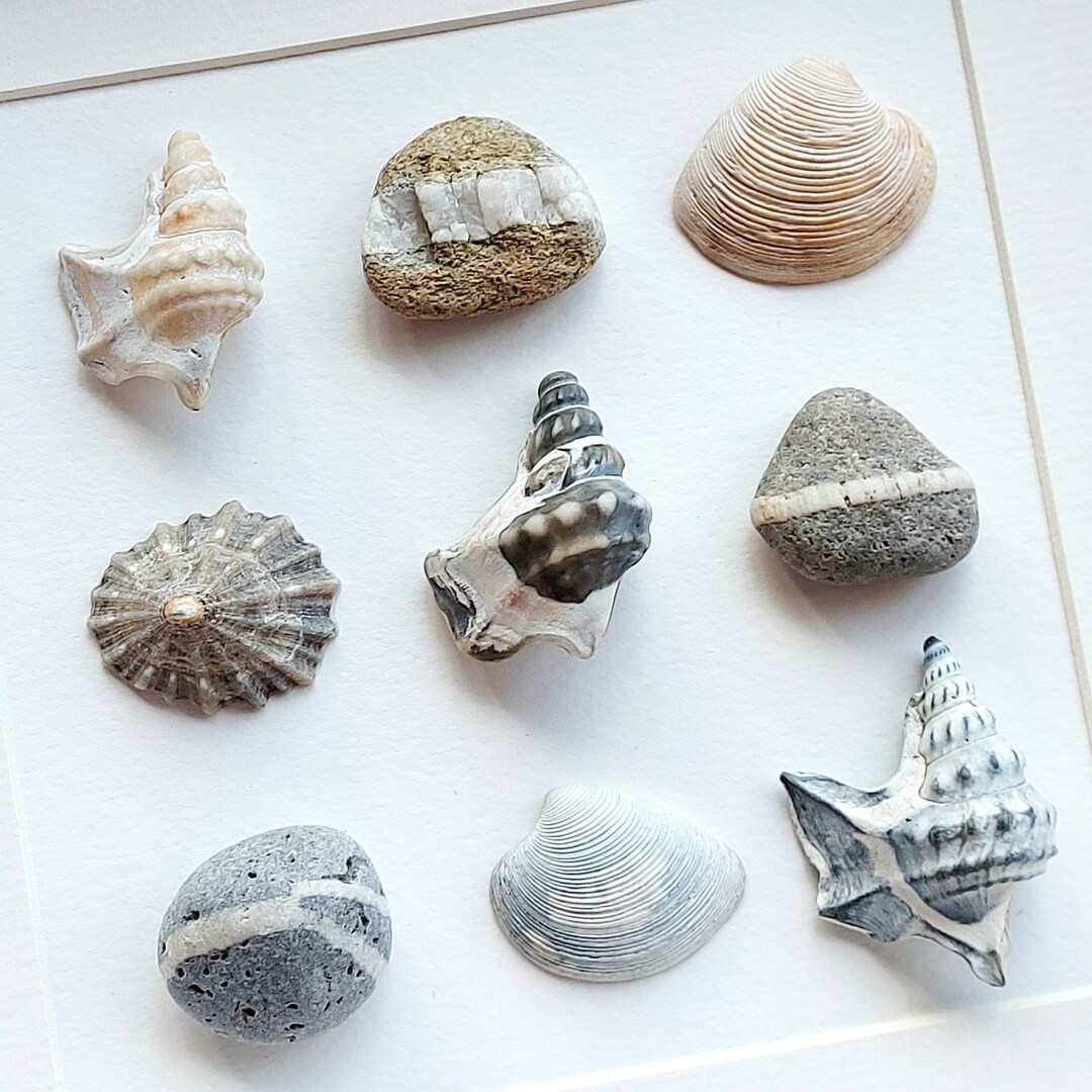 Seashells and Wishes, a Collection of Irish Shells and Wishing Stones ...