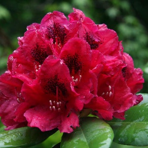 Rhododendron Lord Roberts - Red Blooms With Dark Red Blotch - Hardy to ...