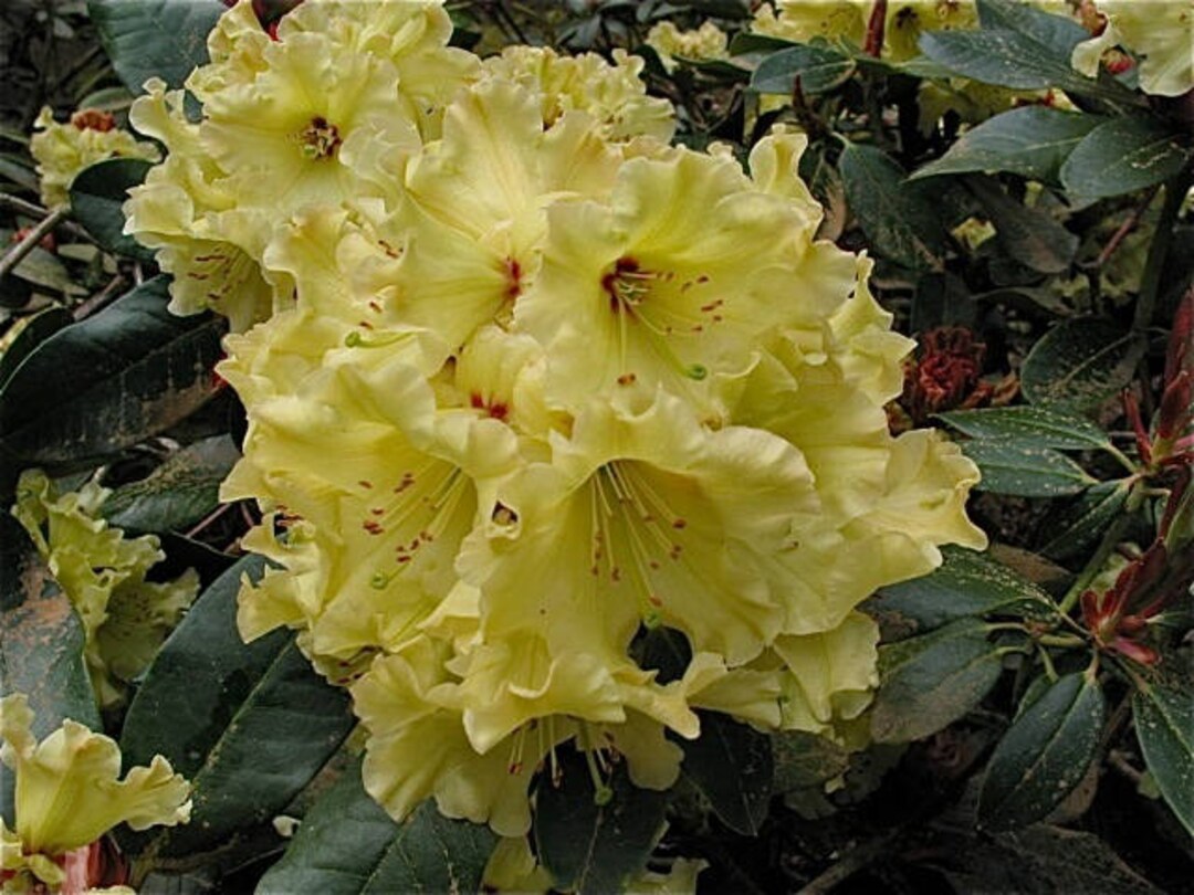 Rhododendron Windsong - Yellow Wavy Edged Blooms With Red - Will Grow ...