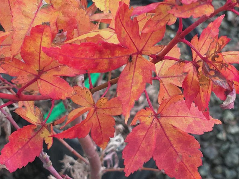 Winter Flame Japanese Maple Tree (acer Palmatum 'winter Flame') – Dwarf ...