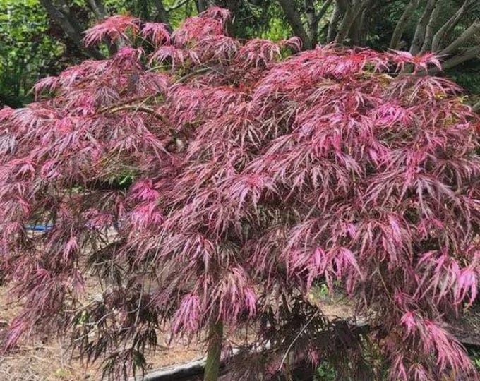 Hana Matoi Japanese Maple – Deep Red Variegated Weeping Acer Palmatum ...