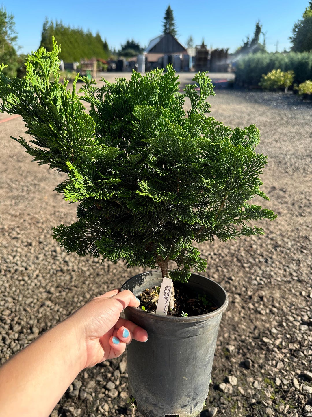 Tempelhof Hinoki Cypress- Delicate Evergreen Foliage- #1 Container Size ...