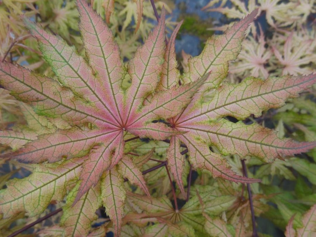 Acer Palmatum 'amber Ghost' Japanese Maple Tree – 18-24” Tall – 1 ...