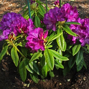 Rhododendron Purple Passion - Purple Blooms With a Touch of White ...