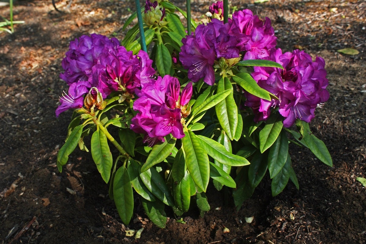 Rhododendron Purple Passion - Purple Blooms With a Touch of White ...