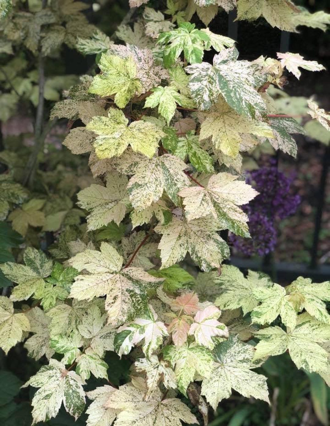 Esk Sunset Maple | Rare Variegated Sycamore Maple | Acer Pseudoplatanus ...