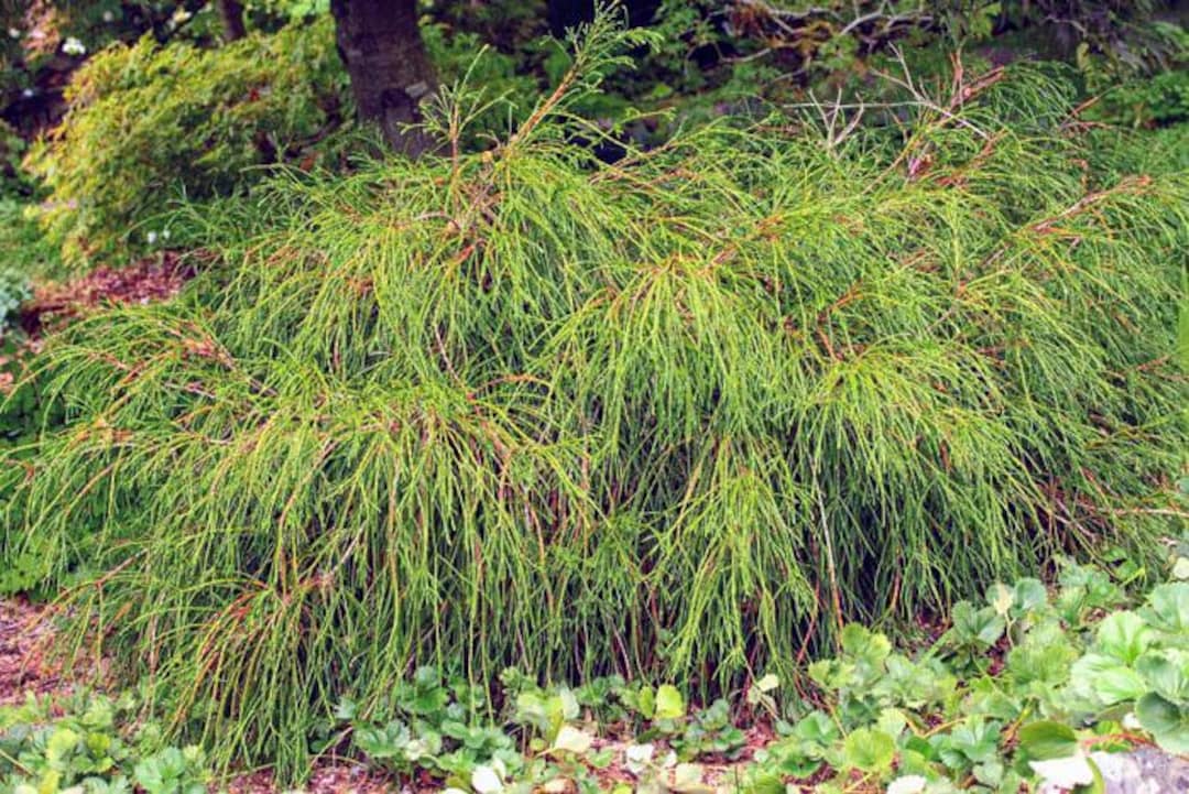 Thuja P 'whipcord' #2 ZONE 5-8 Western Red Cedar - Etsy