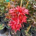 Acer Palmatum 'nebula' Japanese Maple | Rare Reticulated Acer | Pink ...