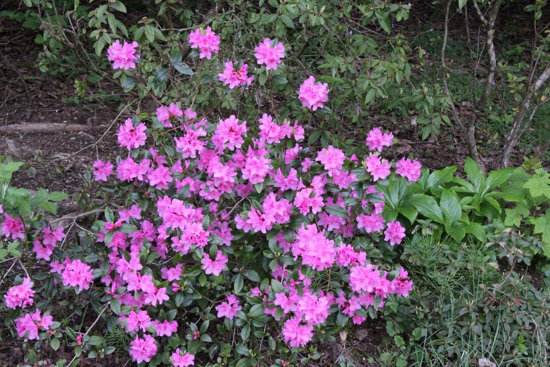 Rhododendron Olga Mezitt - Small Bright Pink Blooms - Will Grow to ...