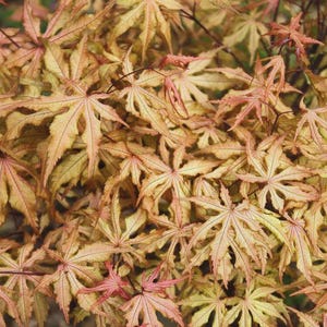 Acer Palmatum 'amber Ghost' Japanese Maple Tree – 18-24” Tall – 1 ...