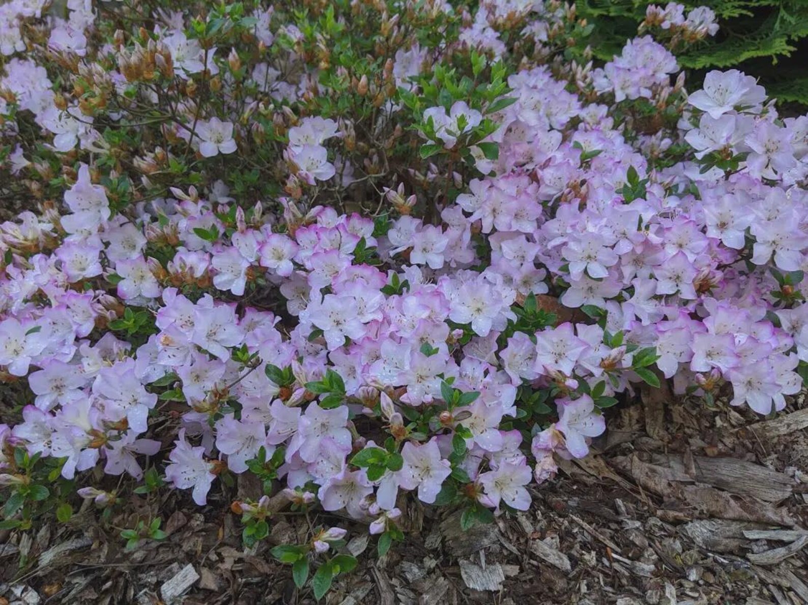 Mangetsu Evergreen Azalea (rhododendron 'mangetsu') – White Blooms With ...