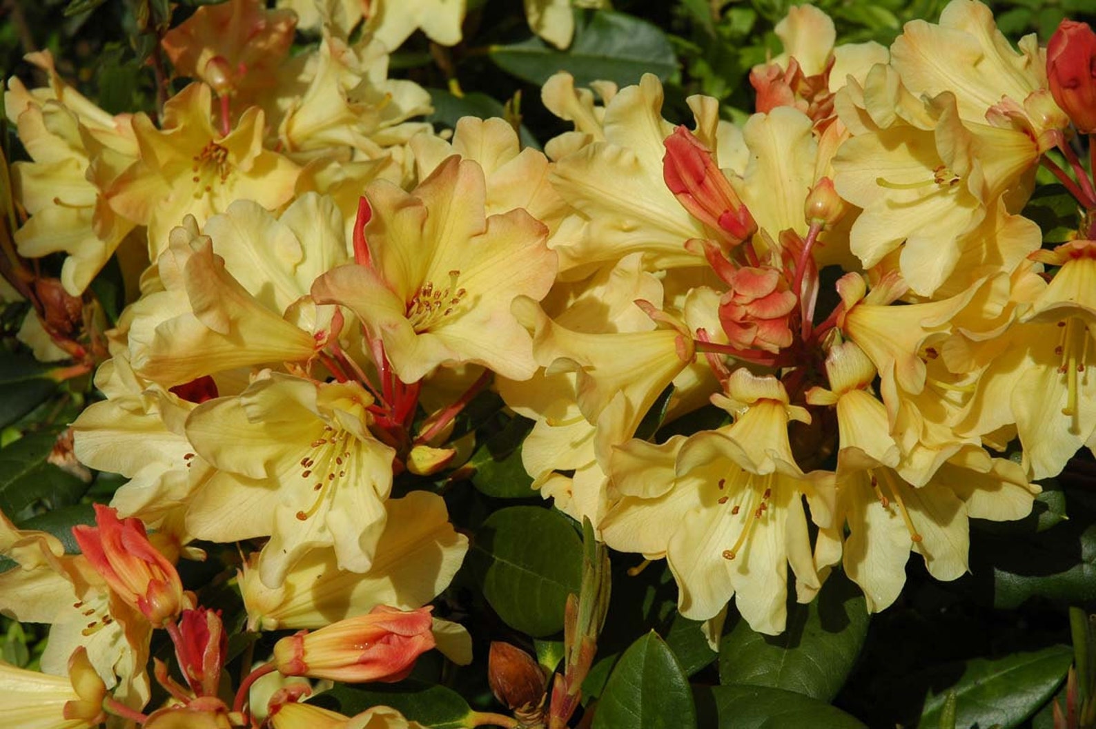 Rhododendron Nancy Evans - Bright Yellow Blooms - Will Grow to Three ...