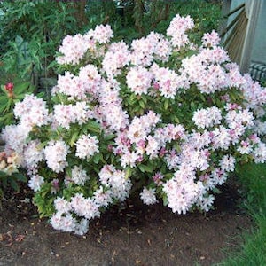 Rhododendron Cunningham’s Blush - Pink Blooms With Pink and Gold Blotch ...