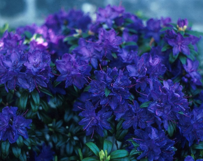 Rhododendron Blue Baron Very Purpleblue Small Blooms - Etsy