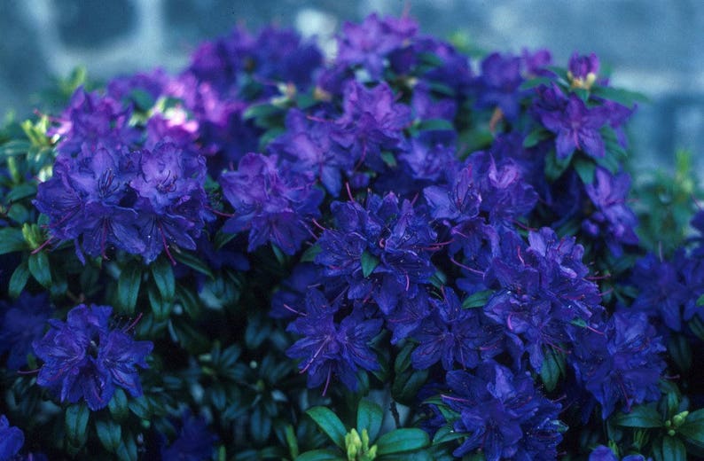 Rhododendron Blue Baron - Very Purple(blue) Small Blooms - Will Grow to ...
