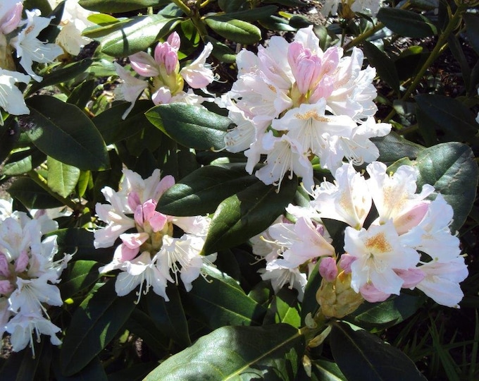 Rhododendron Cunninghams White Pink Buds and White Blooms - Etsy