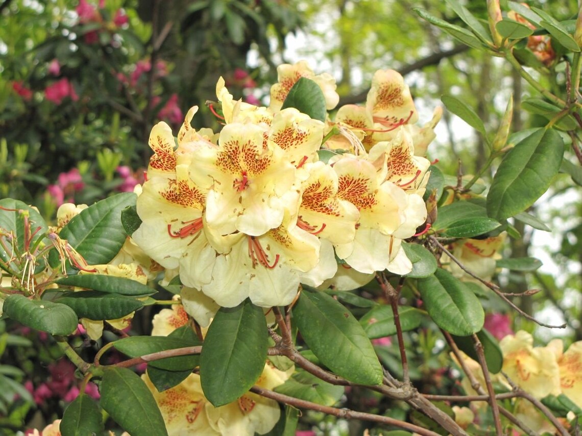 Rhododendron Viscy- Ruffled Yellow Blooms With Red Freckles- Will Grow ...