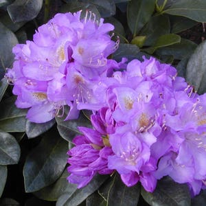 Rhododendron Minnetonka - Stunning Purple, White and Gold Blooms - Will ...