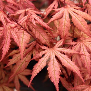 Acer Palmatum 'nebula' Japanese Maple | Rare Reticulated Acer | Pink ...